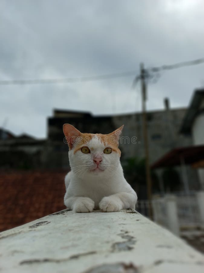 Cat Sitting and Relax on the Fort Wall Stock Photo - Image of relax ...