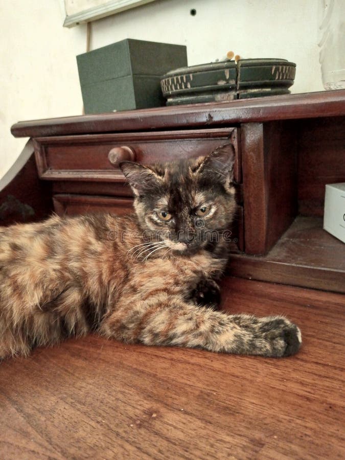 The Cat is Sitting Relaxed on the Study Table Stock Photo - Image of ...