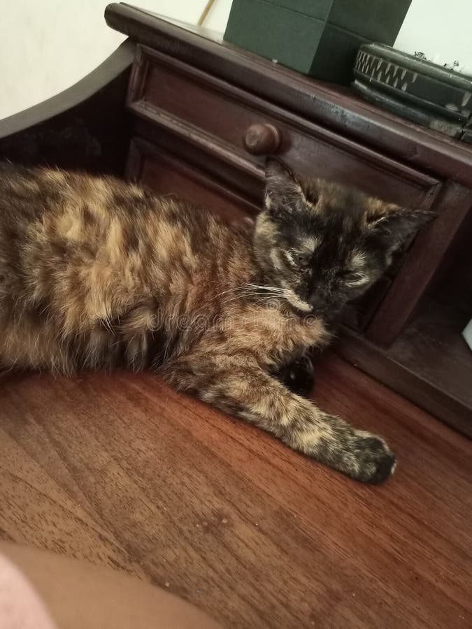 The Cat is Sitting Relaxed on the Study Table during the Day Stock ...