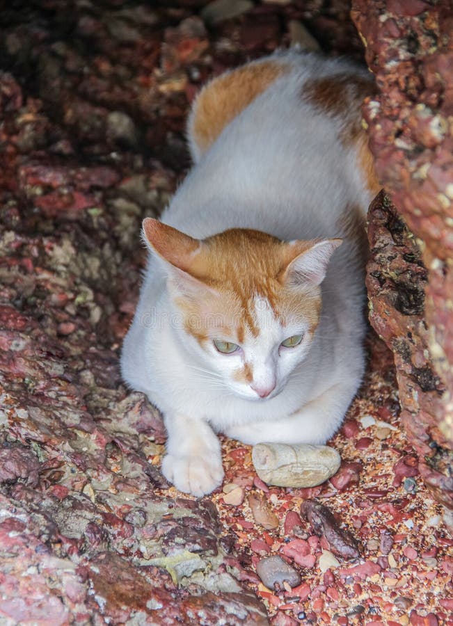 Cat sitting on the rock stock photo. Image of hair, looking - 91764930