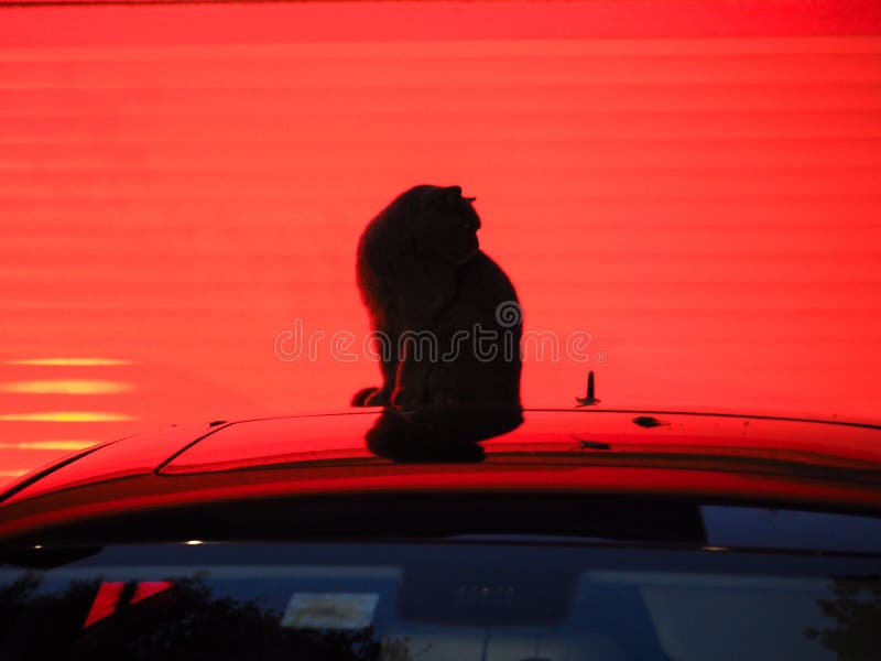 Cat Sitting on the Roof of a Car at Night in Red Light Stock Image ...
