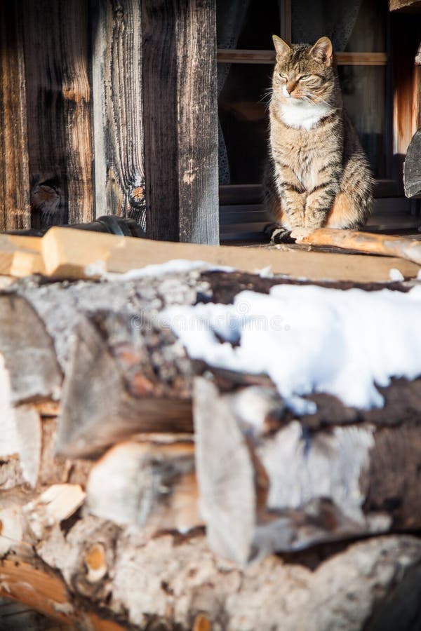 Cat Sitting on the Roof Full Pile of Logs Stock Image - Image of scenic ...