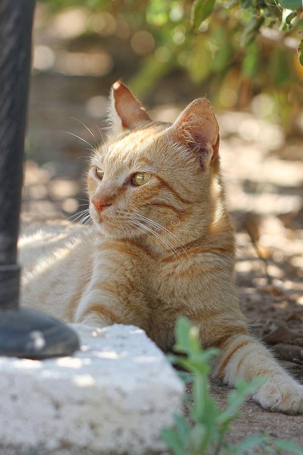 Cat sitting in the shade stock image. Image of greece - 61043103