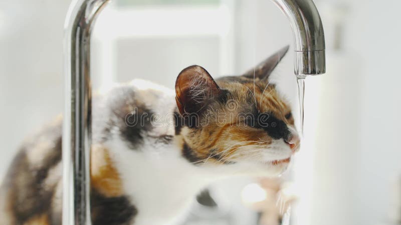 The Cat is Sitting on the Sink and Drinking Water from the Tap. Close ...