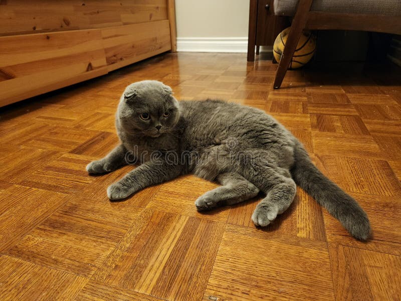 Cat sitting on the floor stock photo. Image of whiskers - 308535274