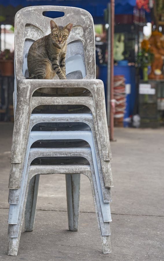 A Cat Sitting on a Stack of Old Plastic Chairs. Stock Image - Image of ...