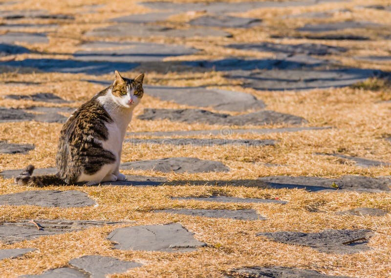 Cat Sitting On Stone Walkway Stock Photo - Image of animal, lovely ...