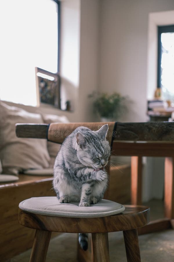 A Cat is Sitting on a Stool Stock Photo - Image of flooring, furniture ...