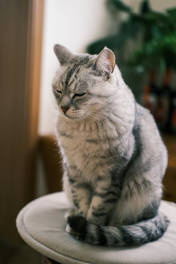 A Cat is Sitting on a Stool Stock Photo - Image of animal, nose: 238299064