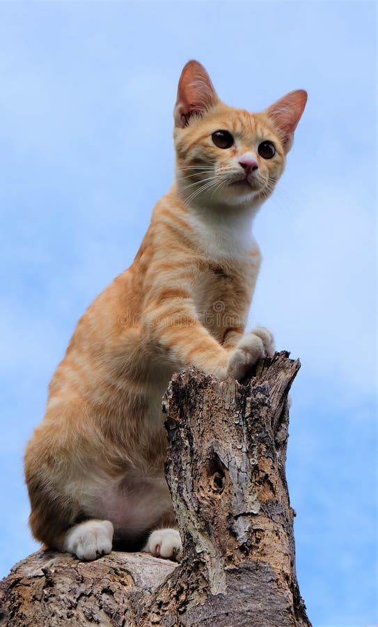 Cat sitting on a stump stock image. Image of bovine - 251626965
