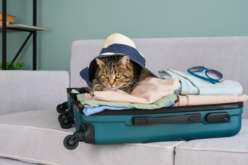 The Cat is Sitting on a Suitcase with Summer Clothes. the Concept of ...