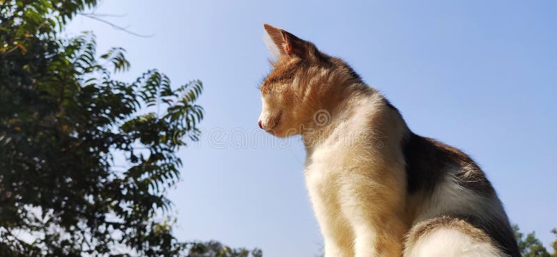 Cat sitting in the sun stock image. Image of sitting - 254548149