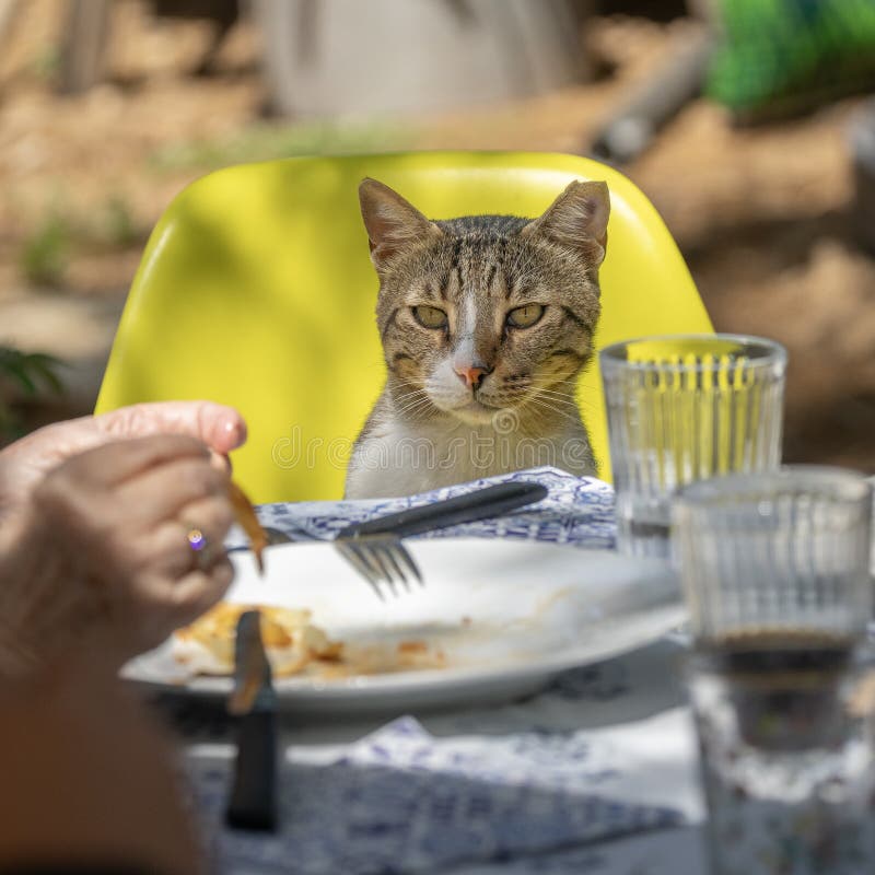 A Cat Sitting at the Table stock image. Image of table - 328105017