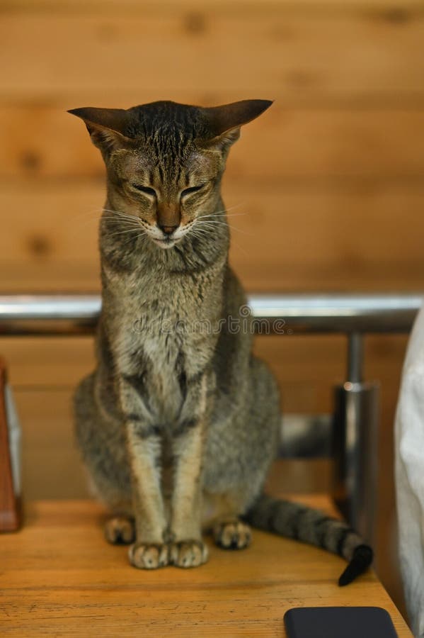 The Cat is Sitting on the Table with His Eyes Closed Stock Photo ...