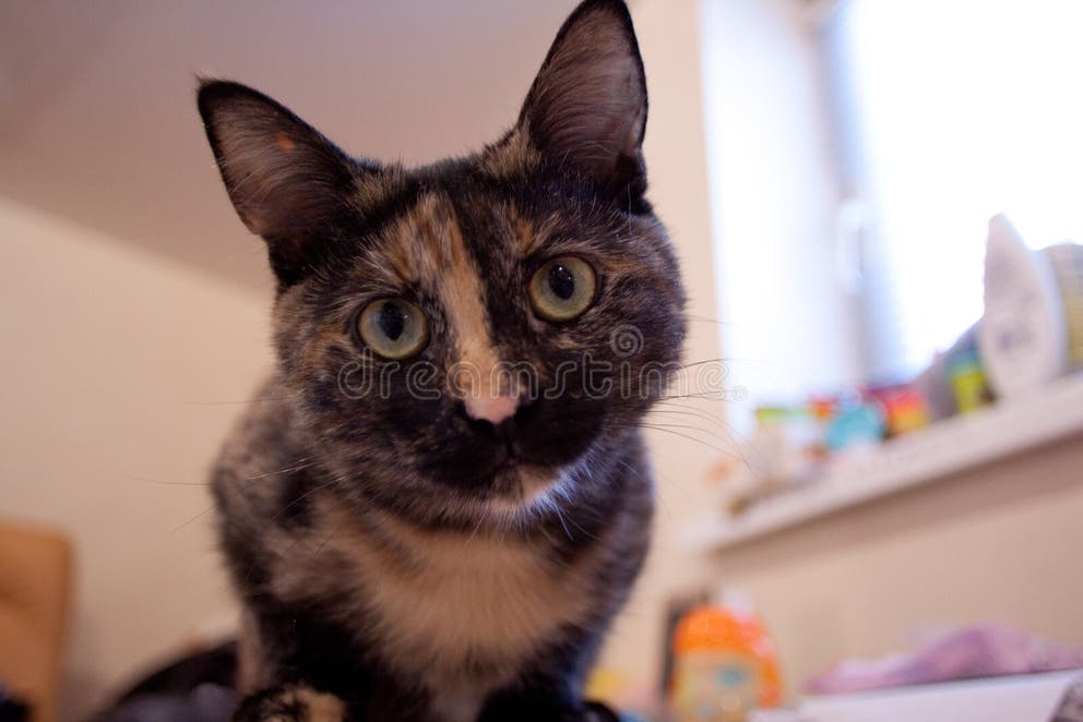 Hi there!!! stock photo. Image of green, breathe, sunlight - 115224598