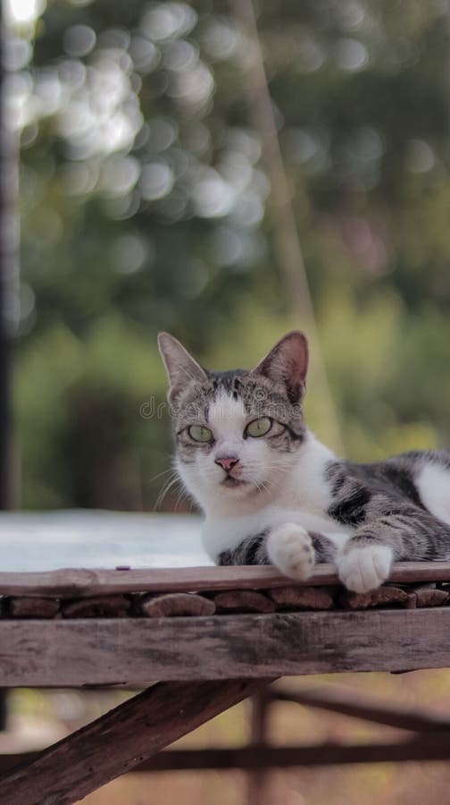 Cat Sitting on the Table Relax White Stock Image - Image of relax ...
