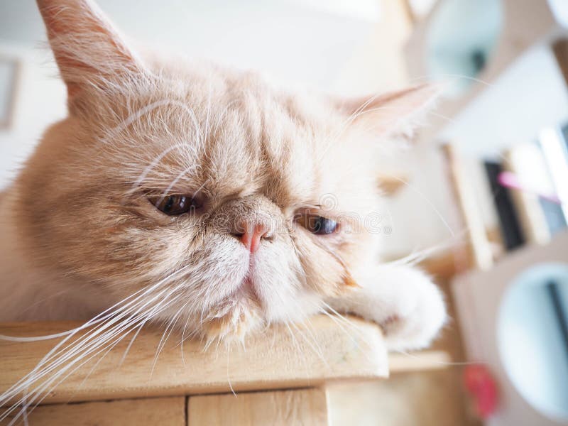 Cat sitting on the table stock photo. Image of feline - 54424728