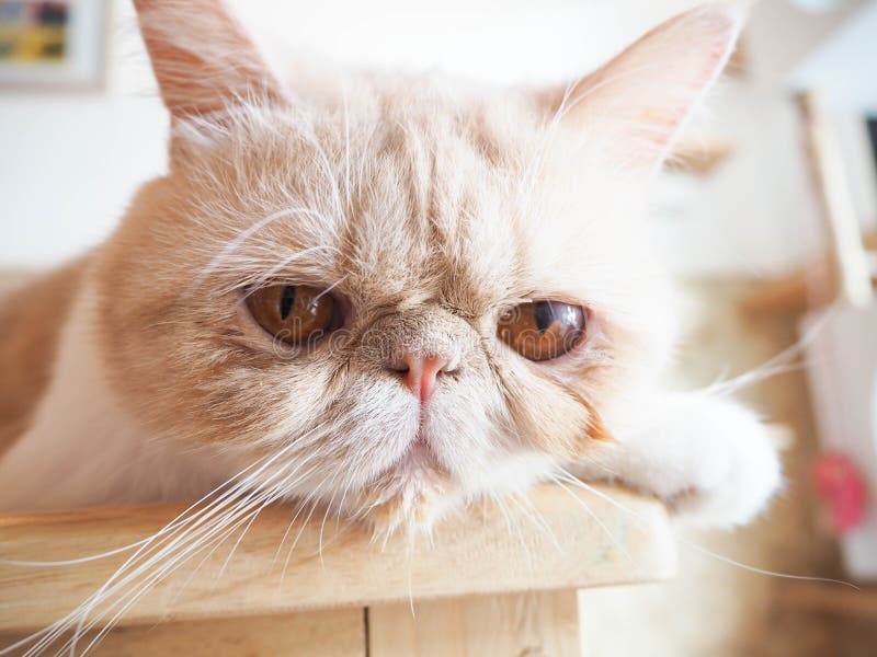Cat sitting on the table stock image. Image of drowsy - 54424719