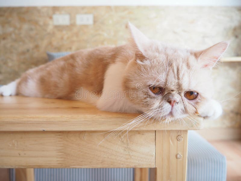 Cat sitting on the table stock image. Image of grey, hair - 54424737