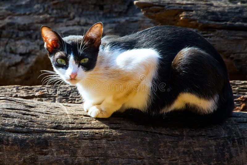 Cat sitting on timber stock photo. Image of animals, sitting - 58836066