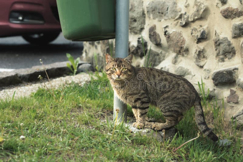 Cat Sitting by the Trash Bin and Staring. Stock Photo - Image of ...