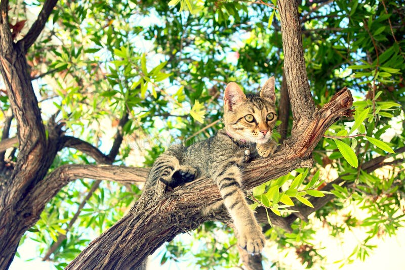 A Cat sitting on a tree stock photo. Image of kitten - 26709356