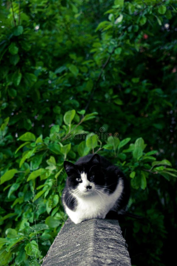 Cat Sitting on Tree Black and White Serious Stock Image - Image of ...