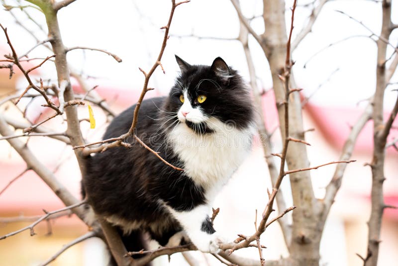 Cat Sitting in a Tree between Branches Stock Image - Image of animal ...