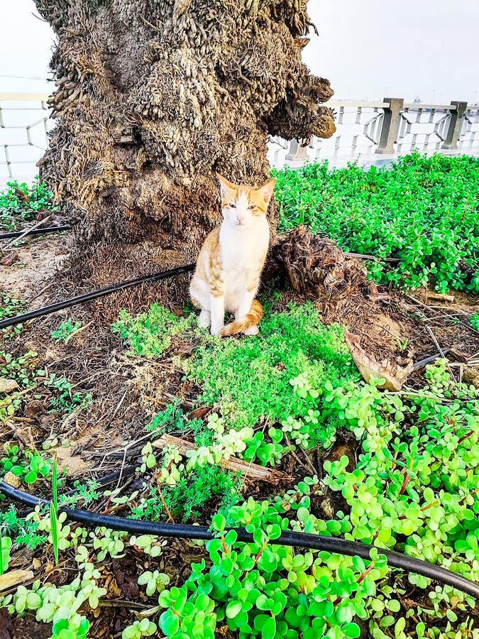 A Cat is Sitting beside the Tree Stock Image - Image of backyard, grass ...