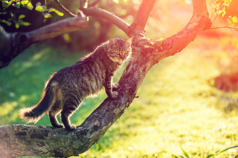 Cat sitting on the tree stock photo. Image of alone, grass - 99313676