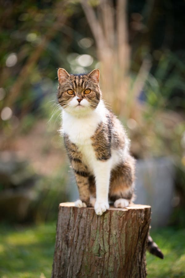 Cat Sitting on Tree Stump Outdoors Stock Photo - Image of outdoors ...