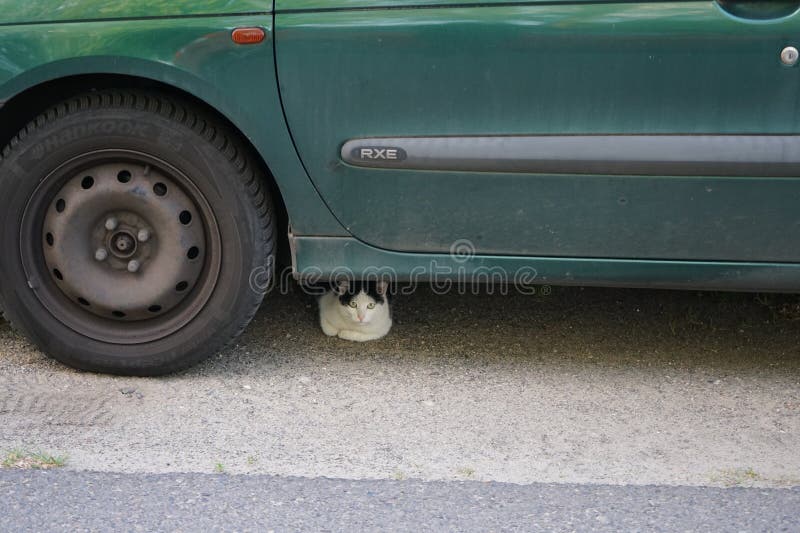 The Cat is Sitting Under the Car. Berlin, Germany Stock Image - Image ...