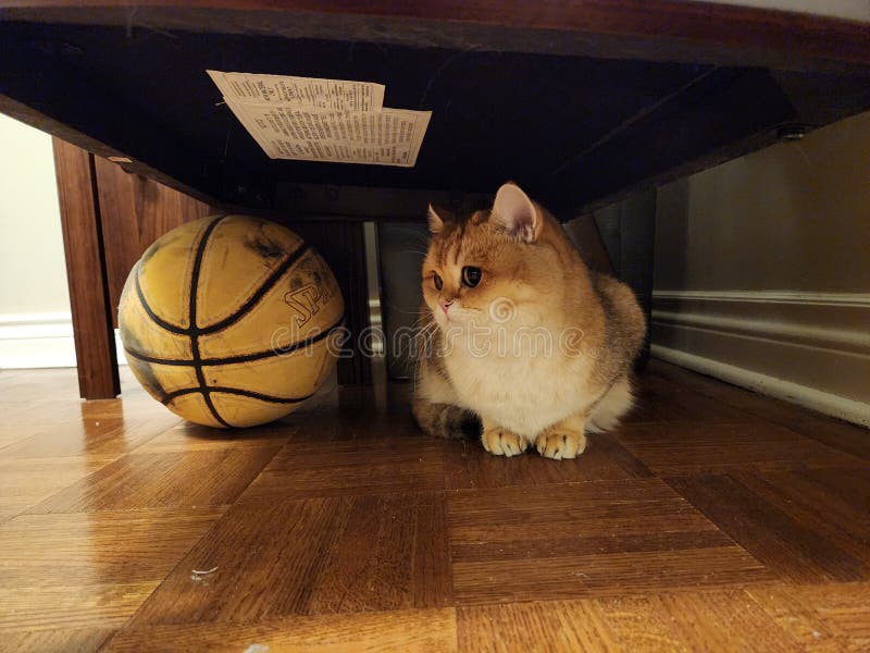 Cat sitting under chair stock image. Image of brown - 308534739