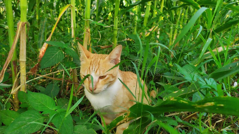 Corn Dog Kitty Stock Photos - Free & Royalty-Free Stock Photos from ...