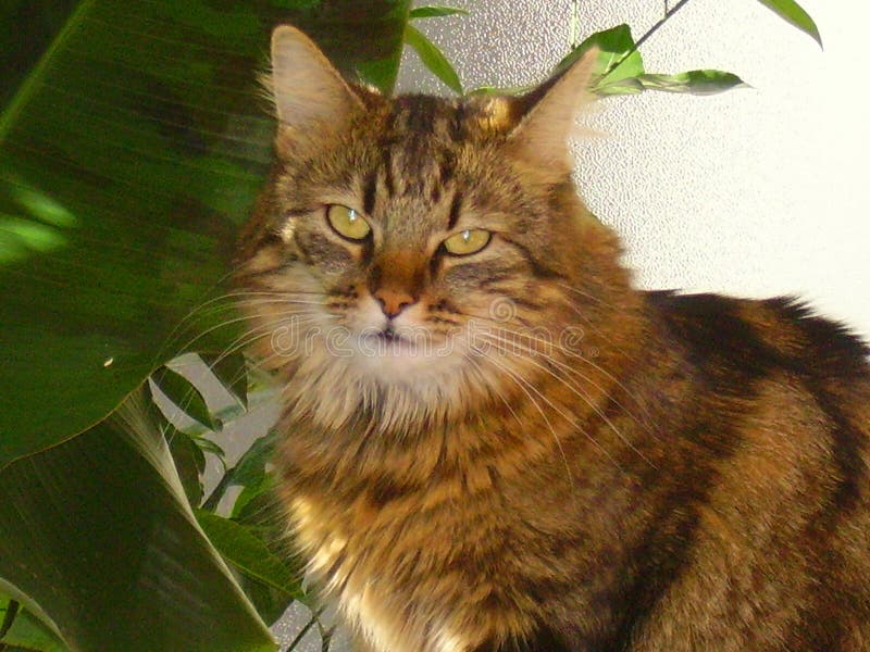 Cat stock image. Image of sweet, coat, green, musa, cute - 233628105