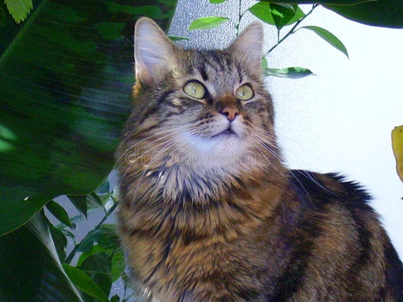 Cat stock image. Image of musa, curious, sweet, mammal - 233628155