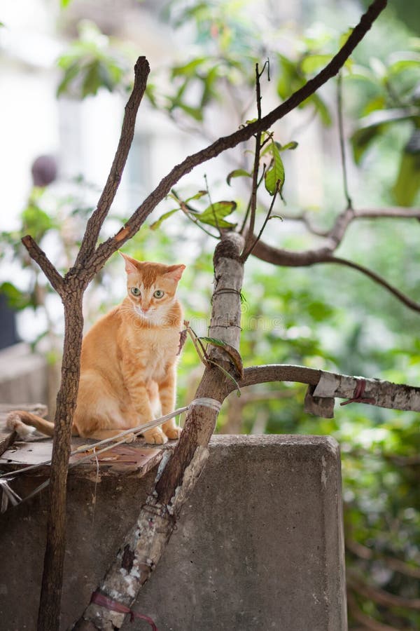 Cat is Sitting Under a Tree Stock Image - Image of tranquil, kitten ...