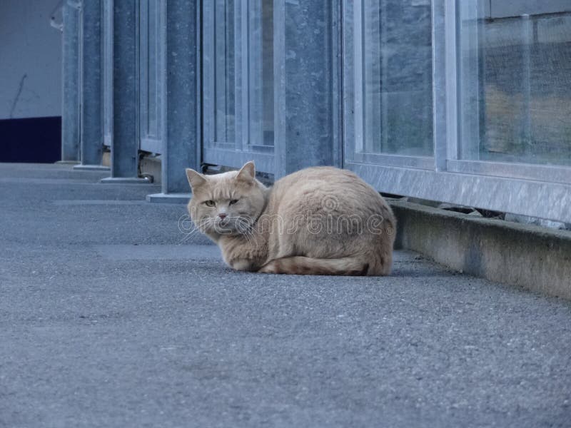 Cat Observing People Passing Stock Photos - Free & Royalty-Free Stock ...