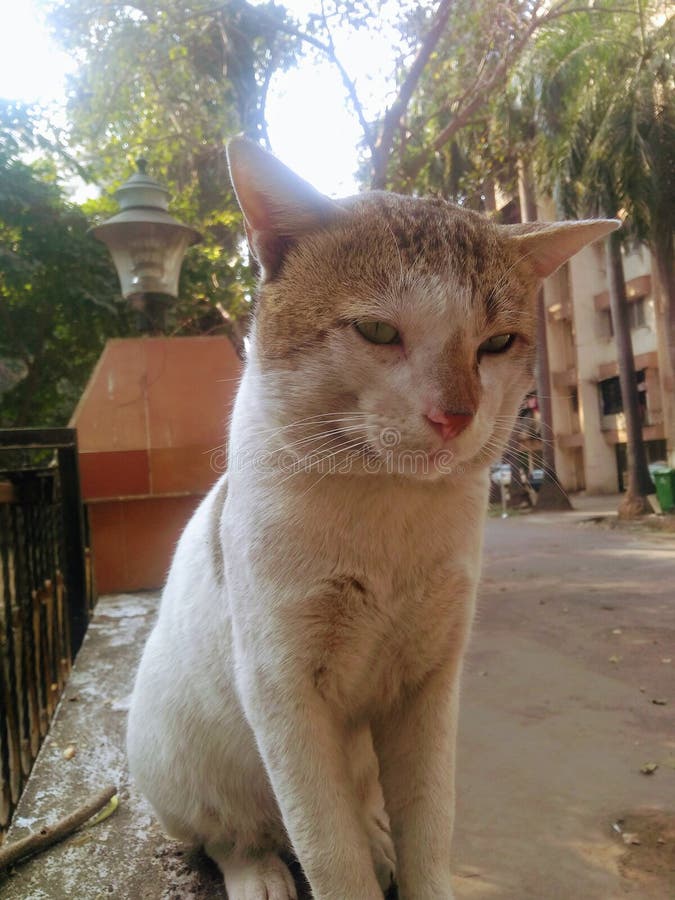 The cat in deep thoughts stock image. Image of thinking - 110622685