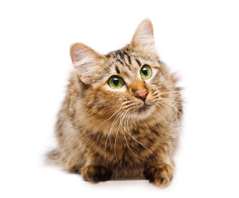 Cat Sitting On White Background Stock Image - Image of eyes, background ...