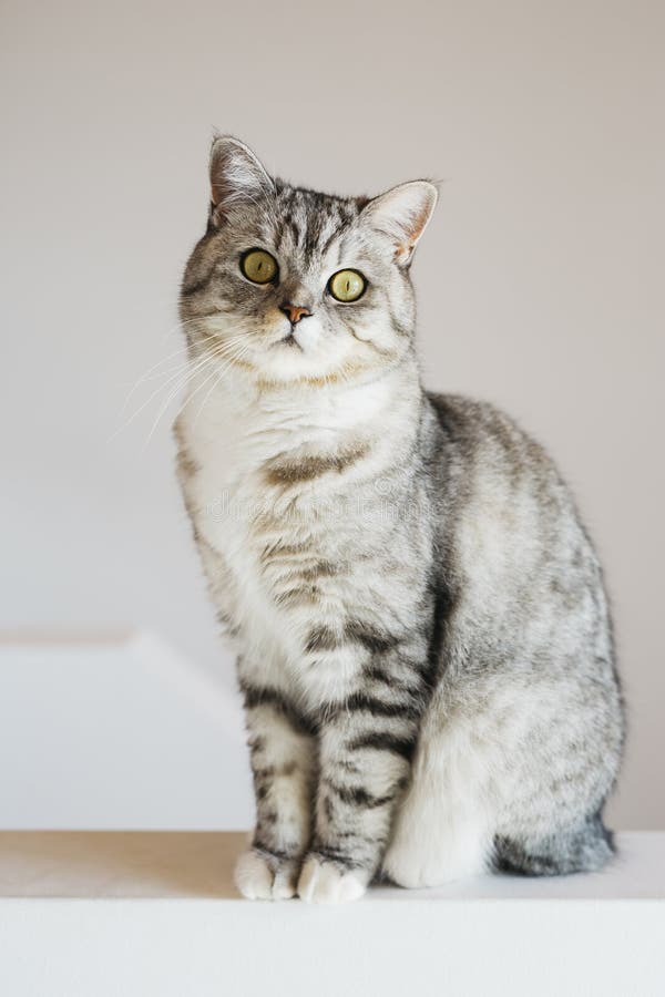 Cat Sitting on White Background Stock Image - Image of desk, people ...