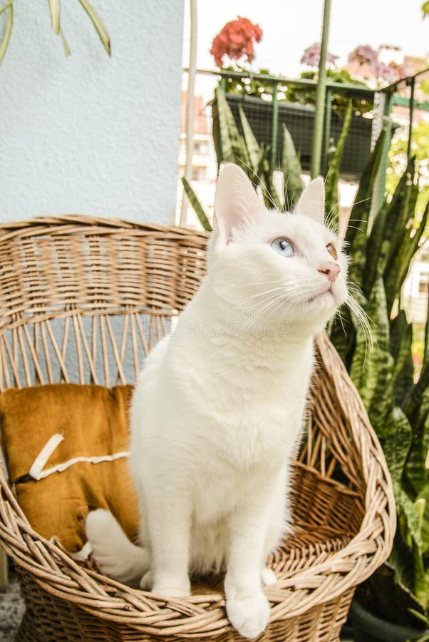 Cat Sitting in the Wicker Chair Stock Image - Image of brown, mammal ...