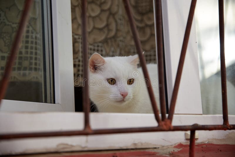 Cat Sitting Window Behind Bars Stock Photos - Free & Royalty-Free Stock ...