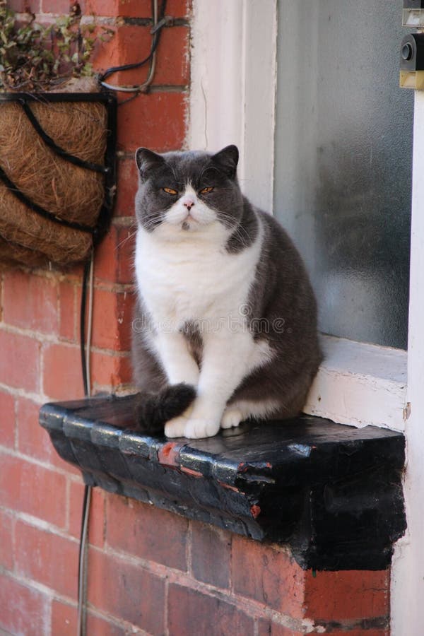 Cat Hanging Ledge Stock Photos - Free & Royalty-Free Stock Photos from ...