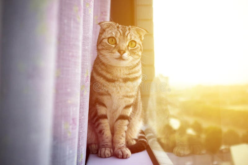 809 Cat Sitting Window Sunlight Background Stock Photos - Free ...