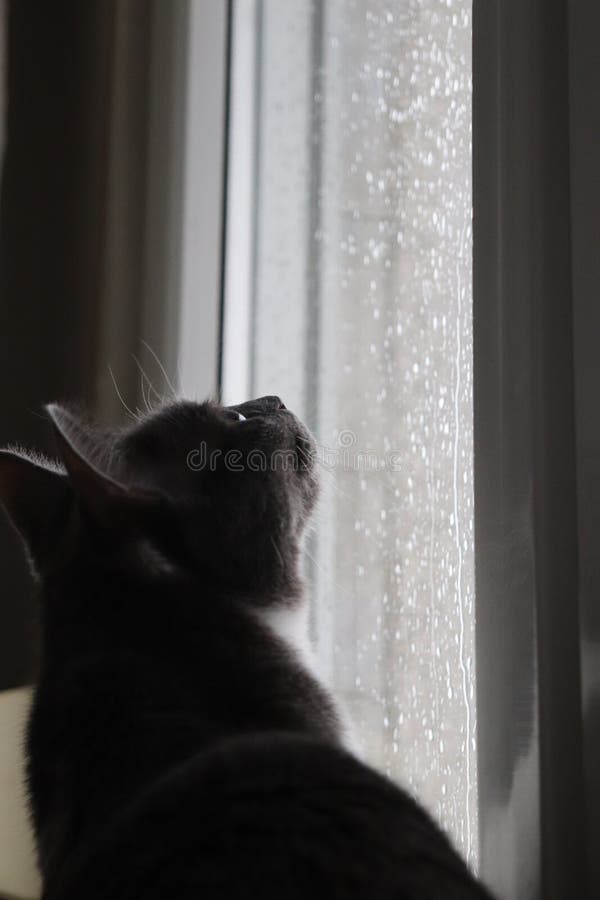 275 Cat Looking Out Window Rain Stock Photos - Free & Royalty-Free ...