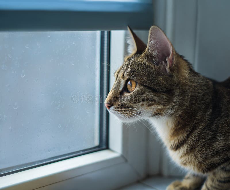 Cat Sitting on a Windowsill and Watching Rain Stock Image - Image of ...