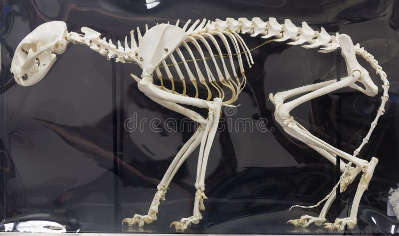 Cat Skeleton Anatomical Display Stock Photo - Image of bones, backdrop ...