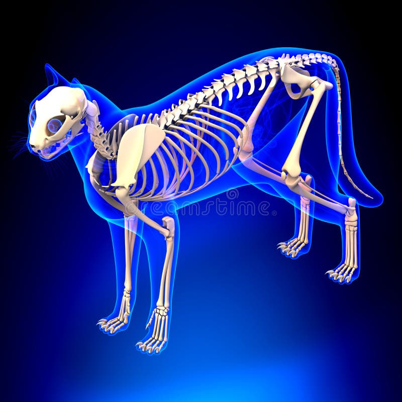 Cat Skeleton Anatomy - Anatomie De Cat Skeleton - Perspective V Photo ...
