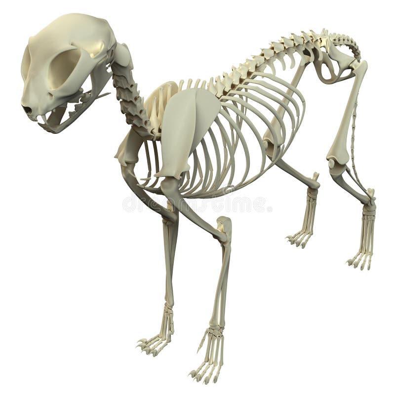 Cat Skeleton Anatomy - Anatomy of a Cat Skeleton Stock Illustration ...